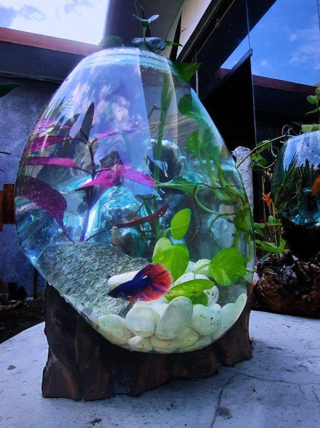 Extra Large Molten Glass Betta Fish Bowl on Driftwood: Balinese ...