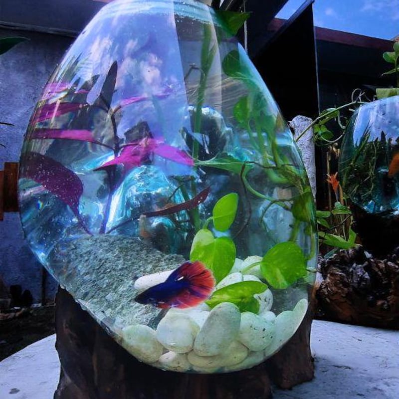 14 in Fish Bowl - Etsy