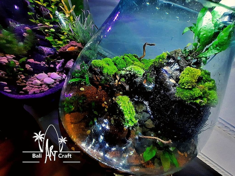 Extra Large Molten Glass Aquarium on Gamal Wood: Aquascape (20 Inch ...