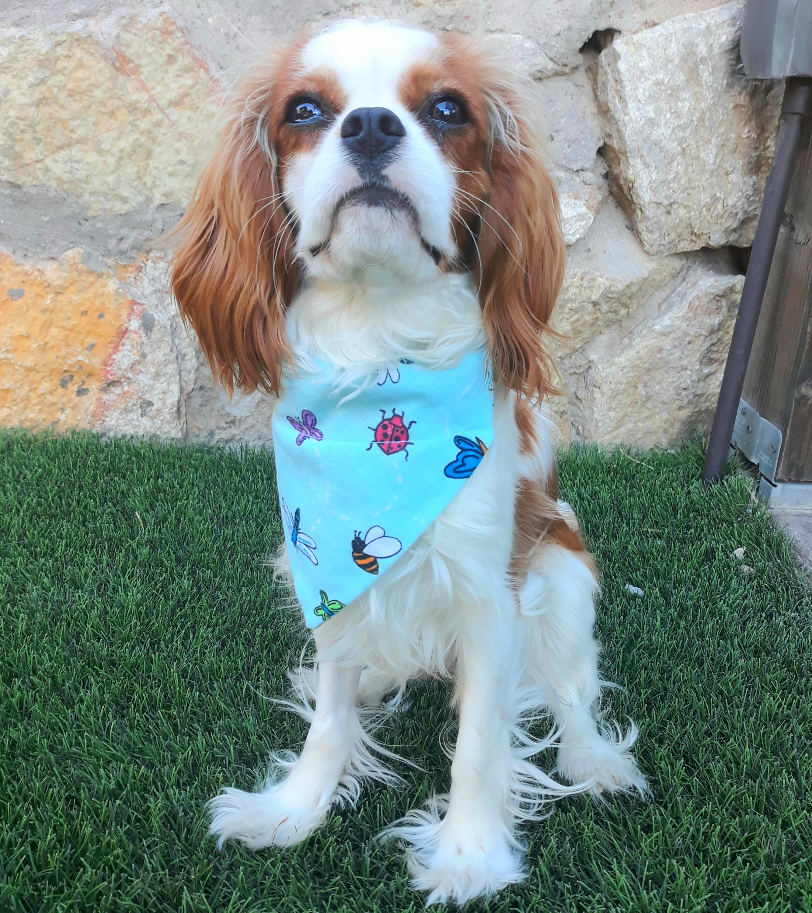 Buzzing Bugs Bandana Bug Dog Bandana Teal Bandana Over the - Etsy