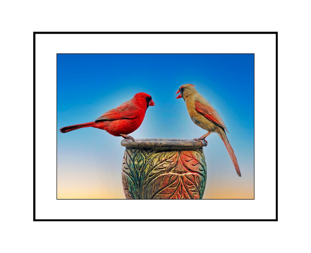 CARDINAL PAIR Framed Photograph - Etsy