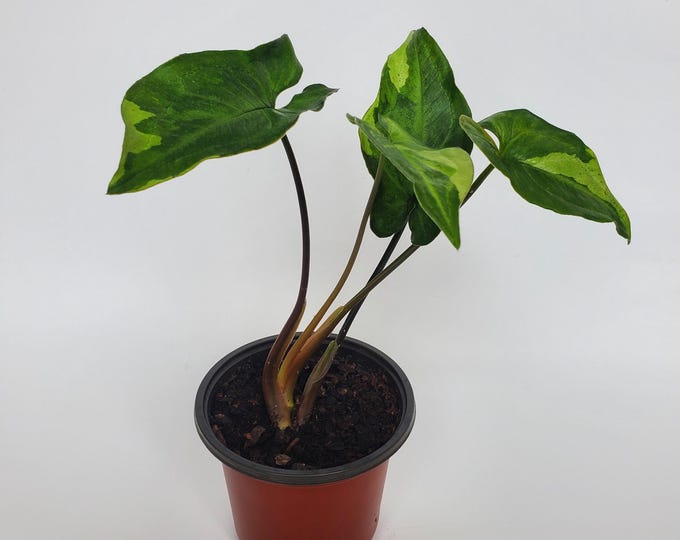 Syngonium Three Kings Live Plant - Etsy