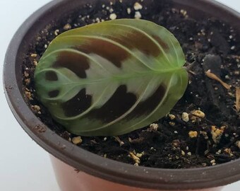 Black Maranta Prayer Plant - Etsy