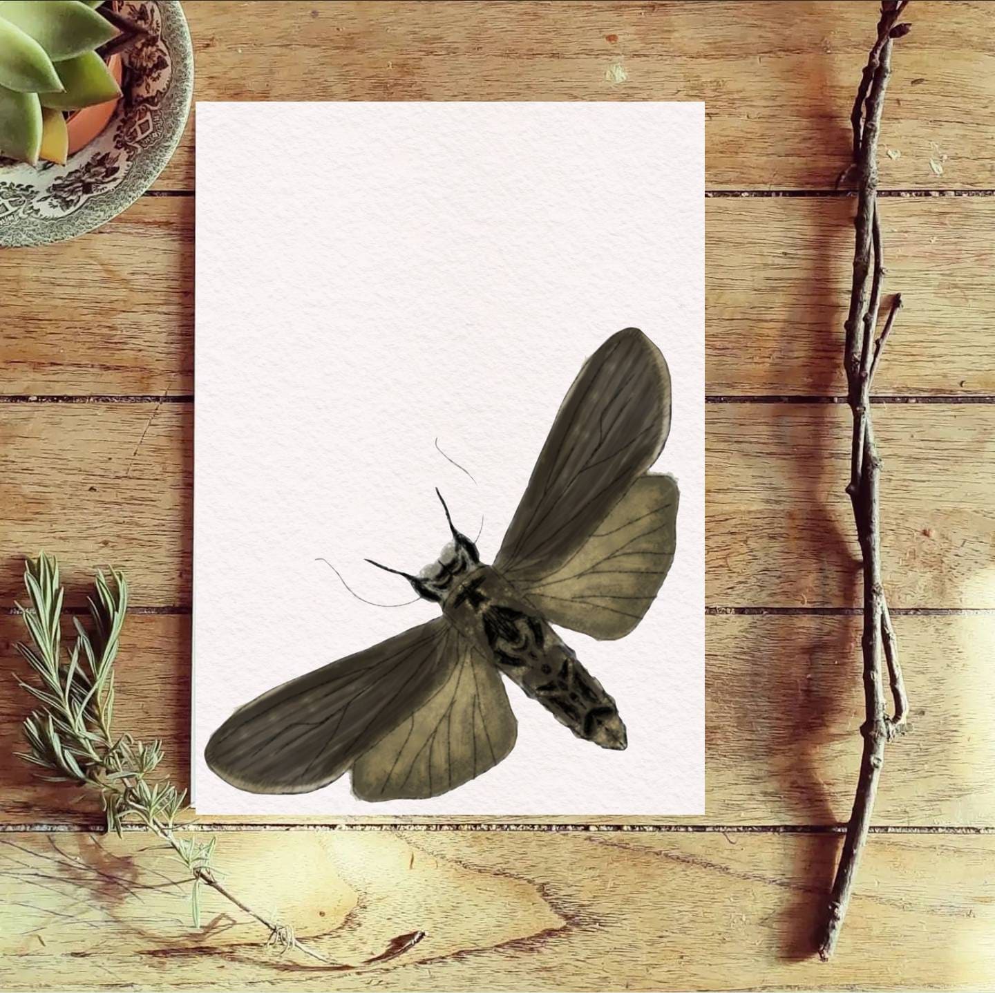 Shark Moth Art Print, Butterfly Drawing, Minibeast Painting ...