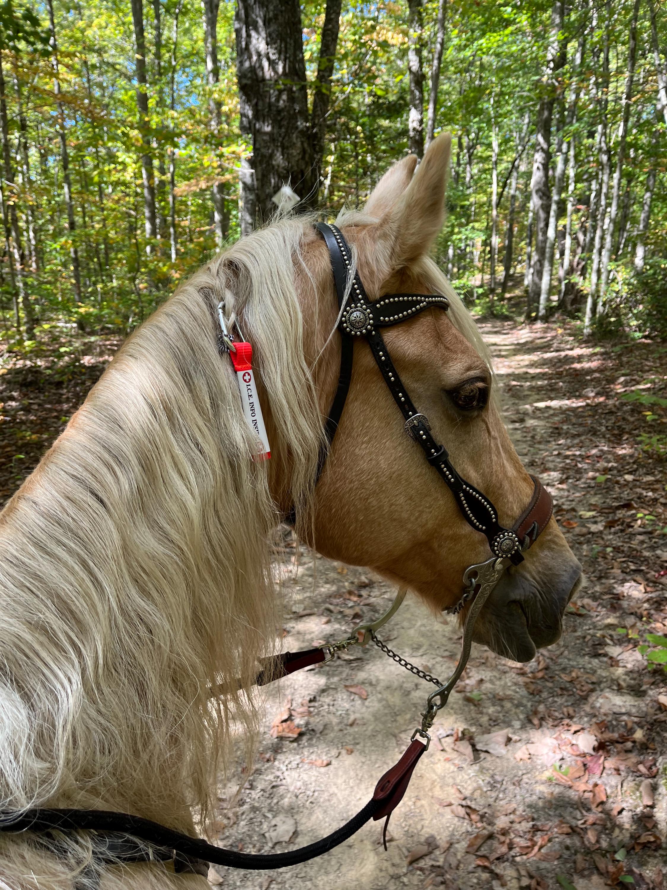 I.C.E. Ultralite Horse ID Tag: Emergency Contact Information - Etsy