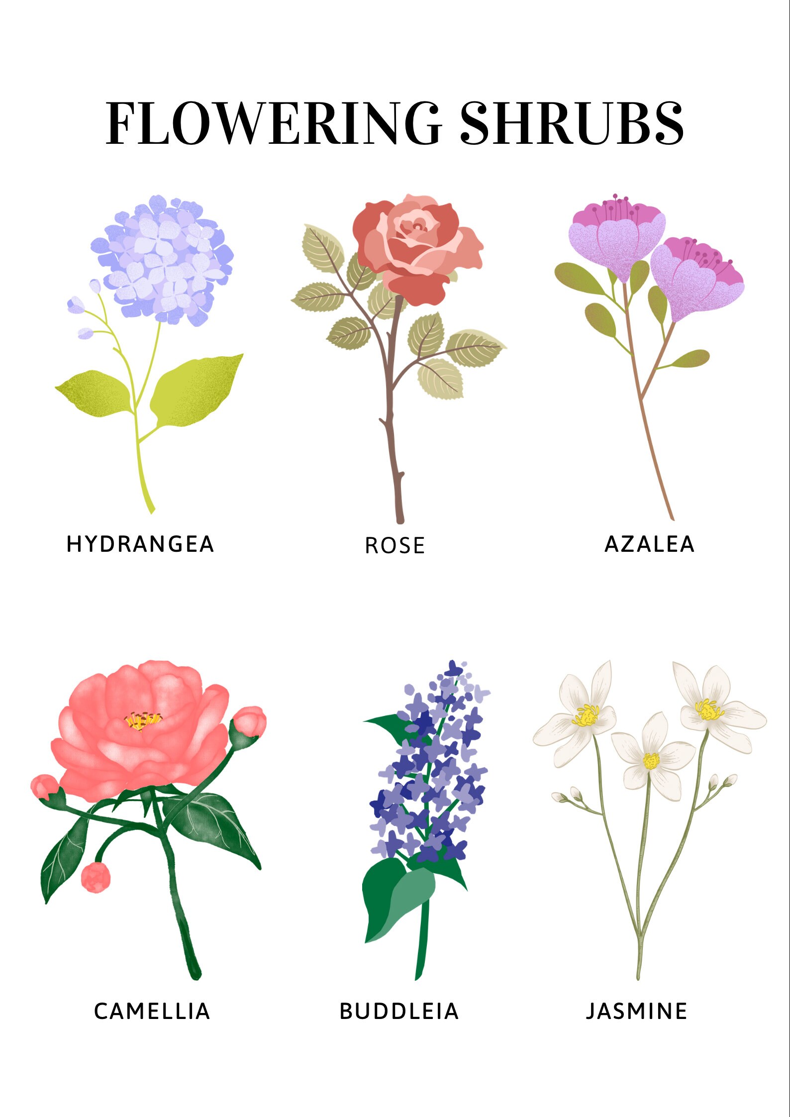 Flowering Shrubs Identification Chart, Flower Guide Poster, Colourful ...