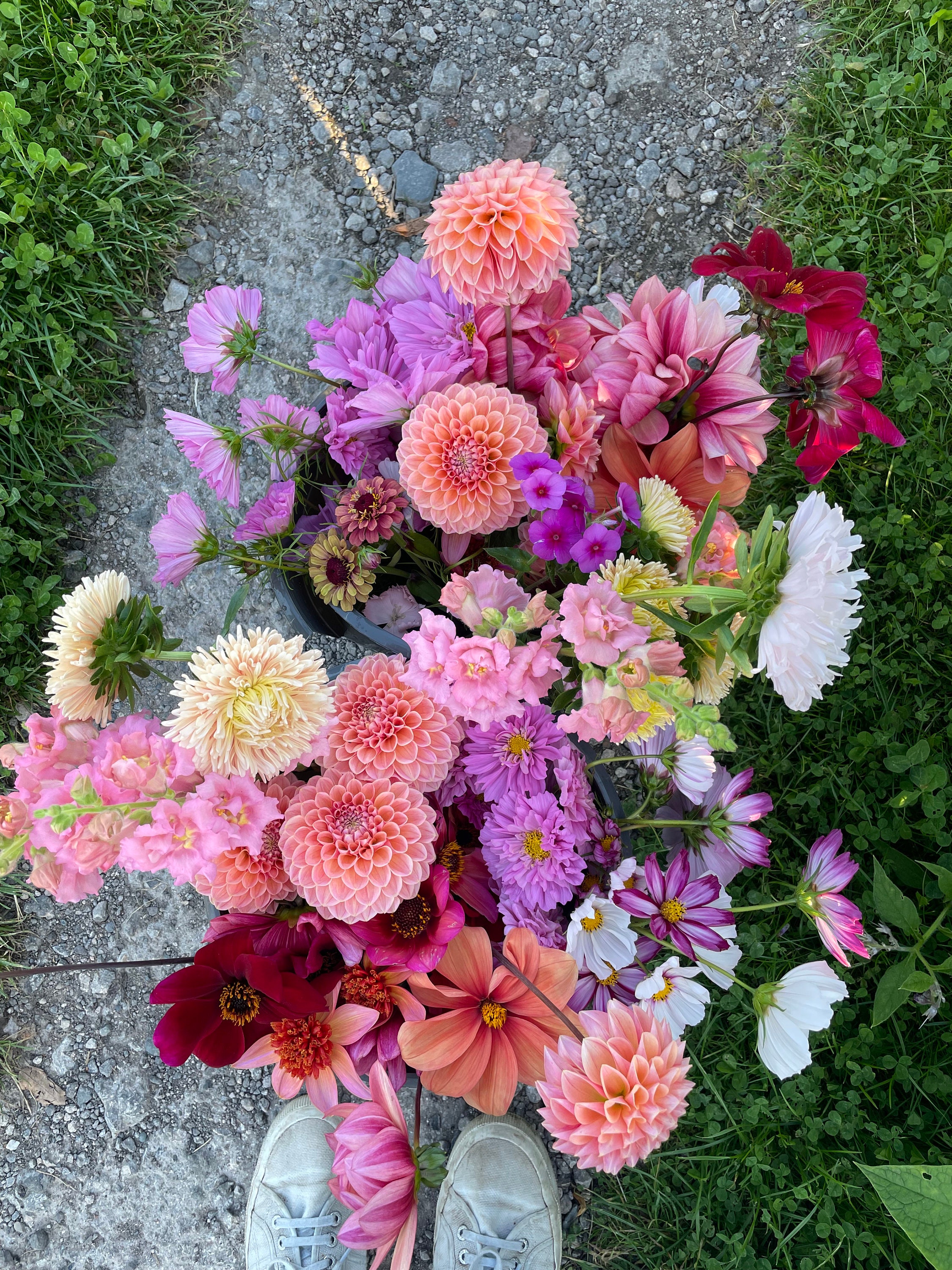 A Quick Guide to the Best Cut Flowers, Flower Guide, Gardening Book ...