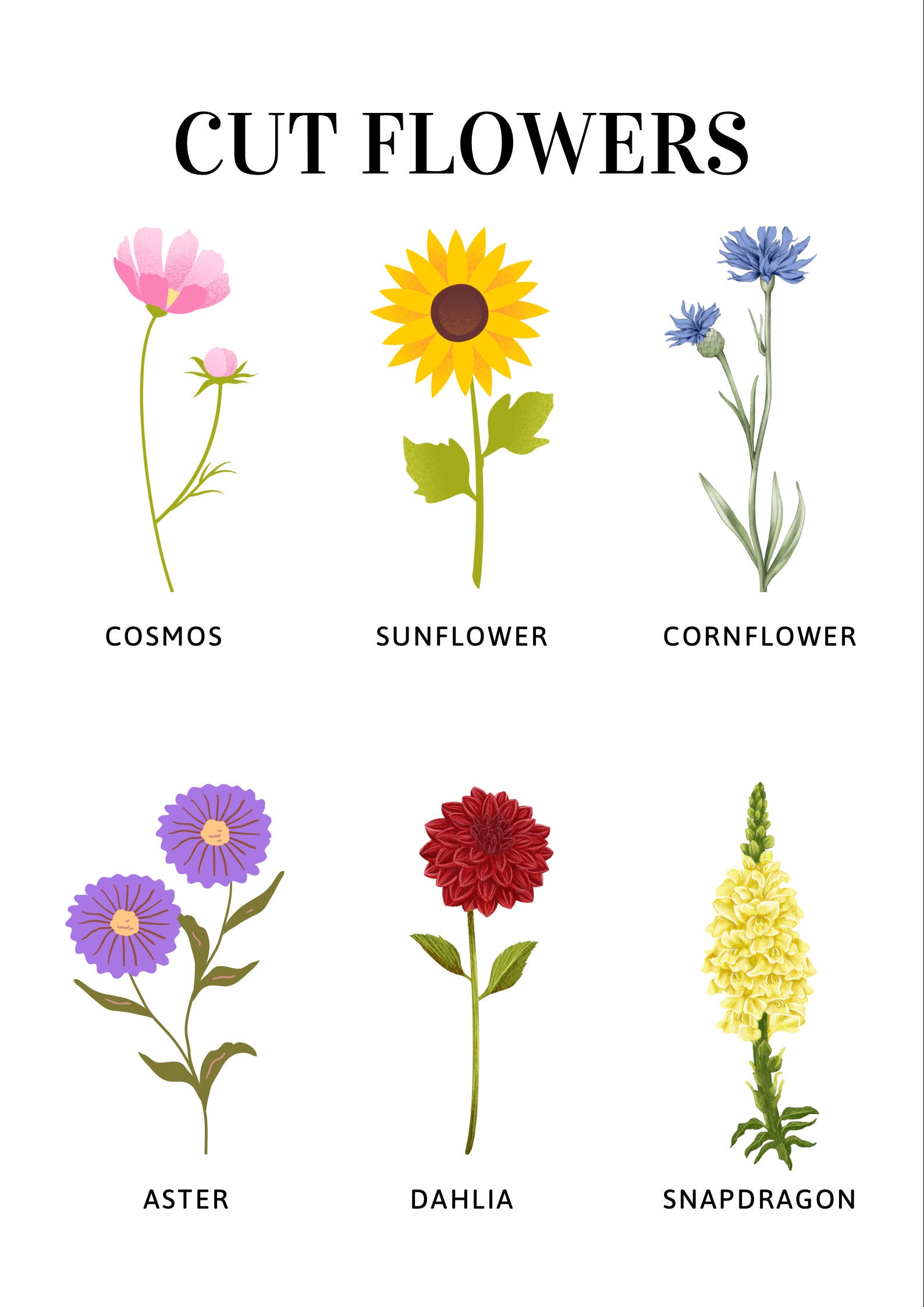 Cut Flowers Identification Chart, Flower Guide Poster, Instant Digital ...