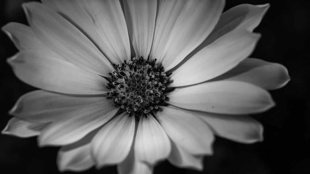 B&W Flower - Etsy