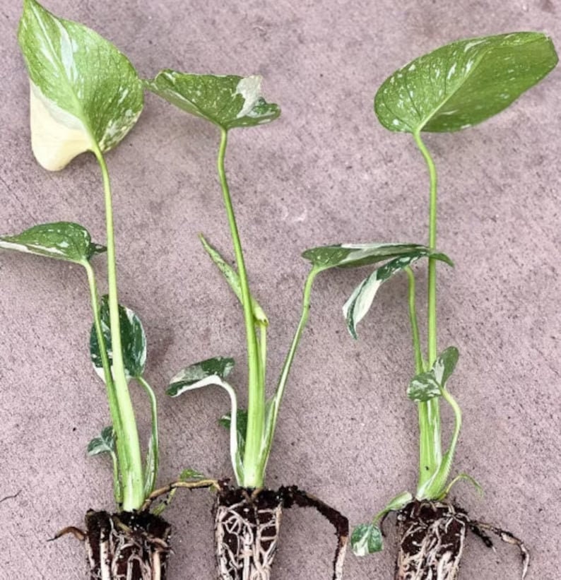Monstera Variegated Thai Constellation Tissue Culture Small - Etsy Canada