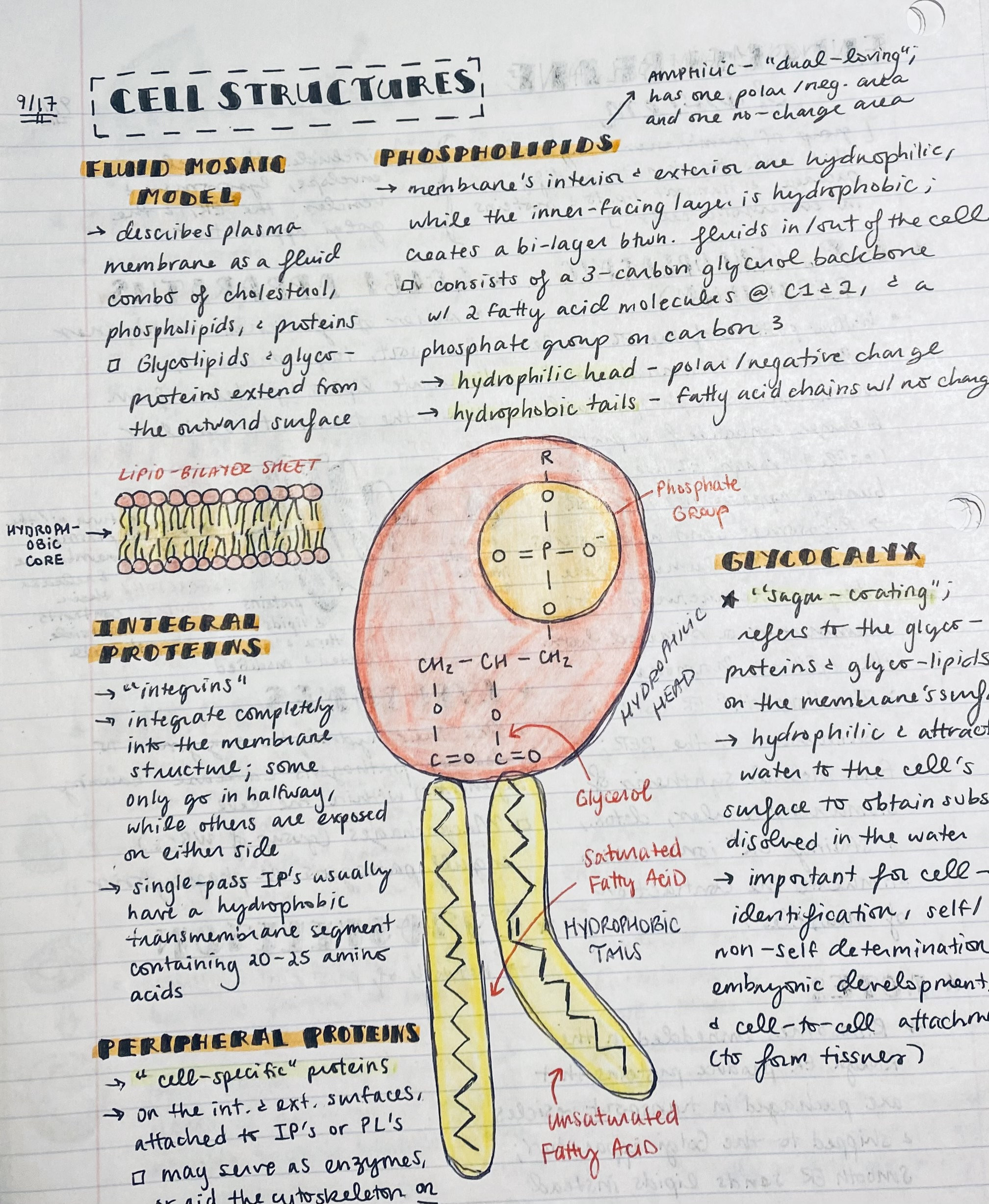 AP Biology Notes (70 Pages) - Etsy