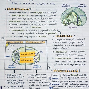 AP Biology Notes (70 Pages) - Etsy