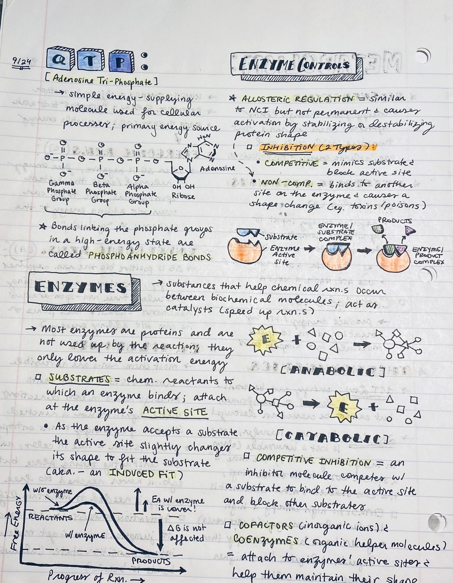 AP Biology Notes (70 Pages) - Etsy