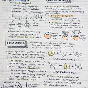 AP Biology Notes (70 Pages) - Etsy