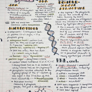 AP Biology Notes (70 Pages) - Etsy