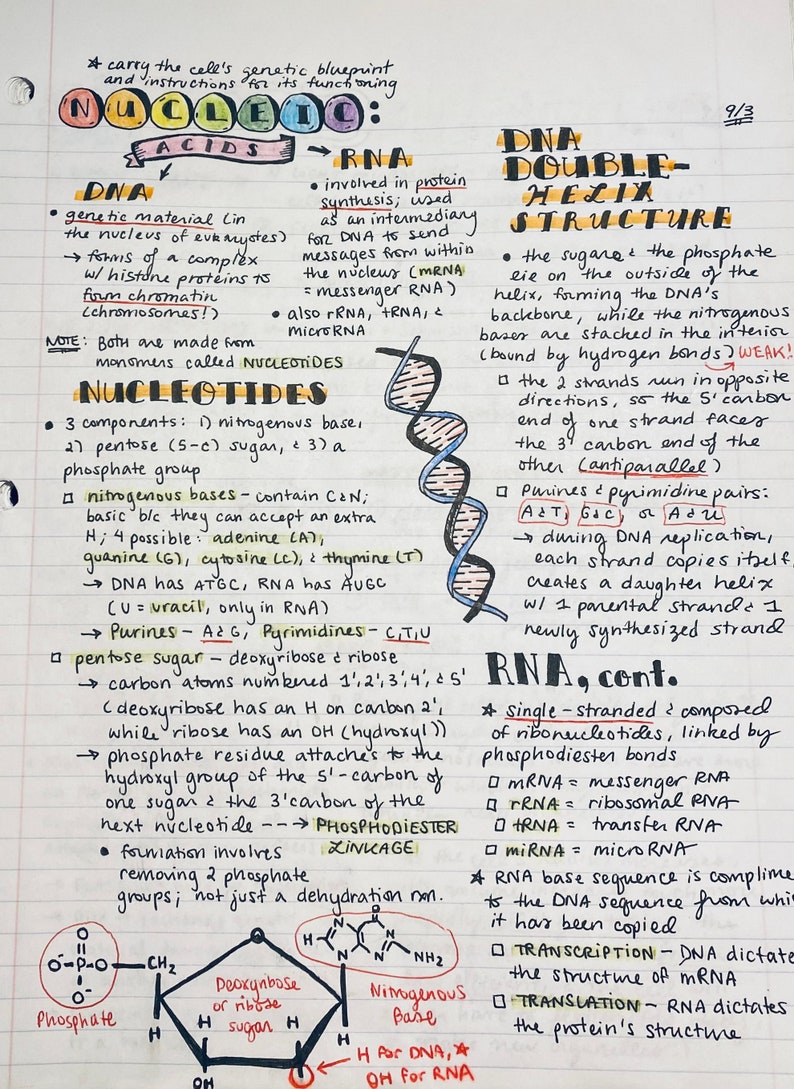 AP Biology Notes 70 Pages - Etsy