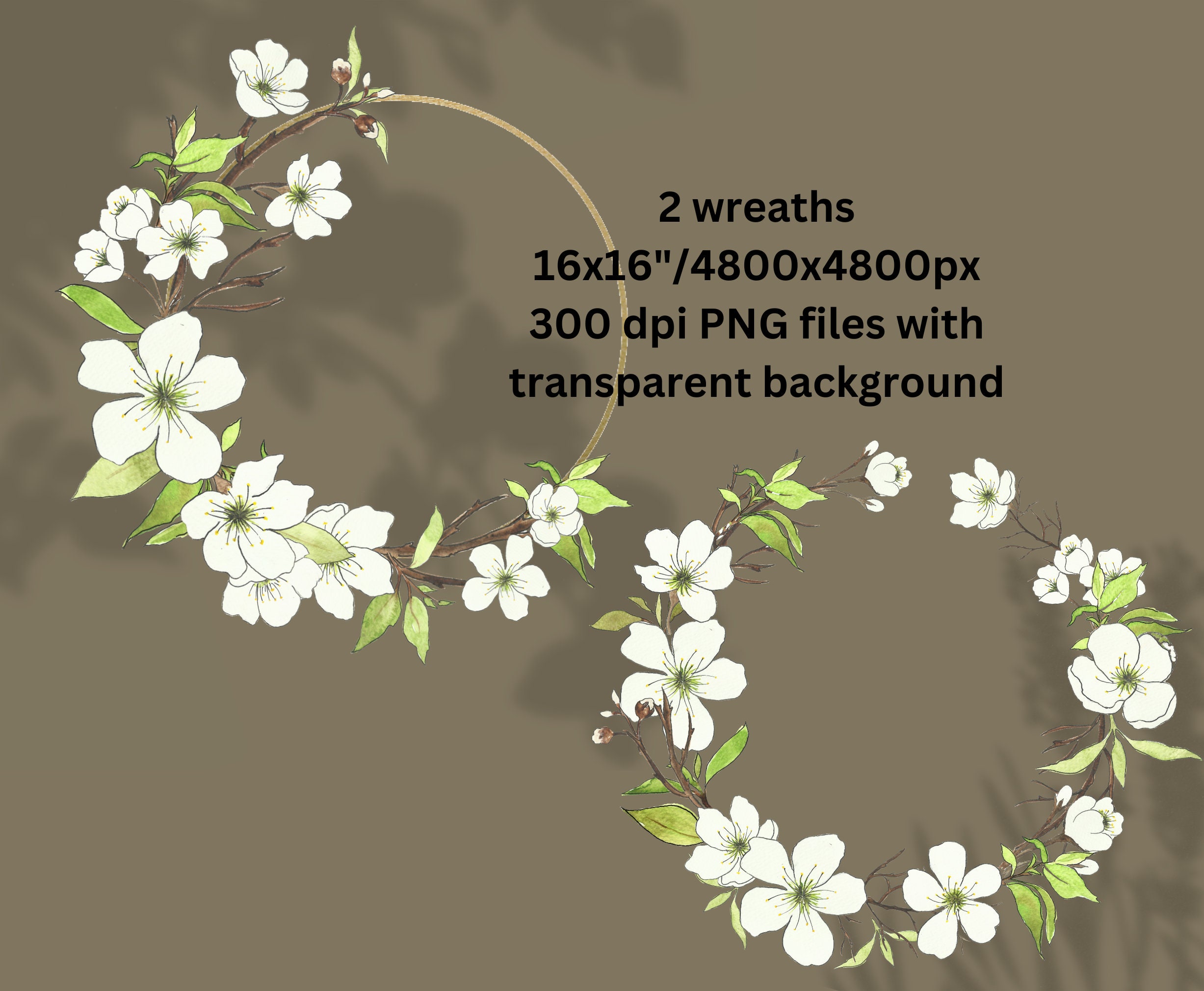 Watercolor White Cherry Blossom PNG Sakura Blossom Clipart Spring ...