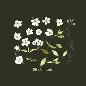 Watercolor White Cherry Blossom PNG Sakura Blossom Clipart Spring ...