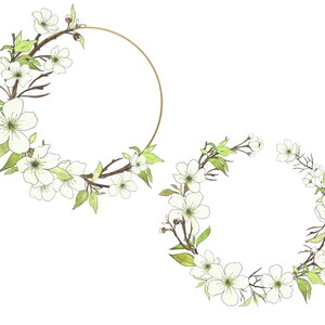 Watercolor White Cherry Blossom PNG Sakura Blossom Clipart Spring ...