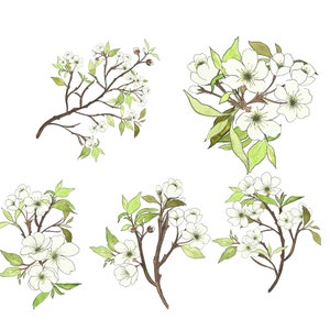 Watercolor White Cherry Blossom PNG Sakura Blossom Clipart Spring ...