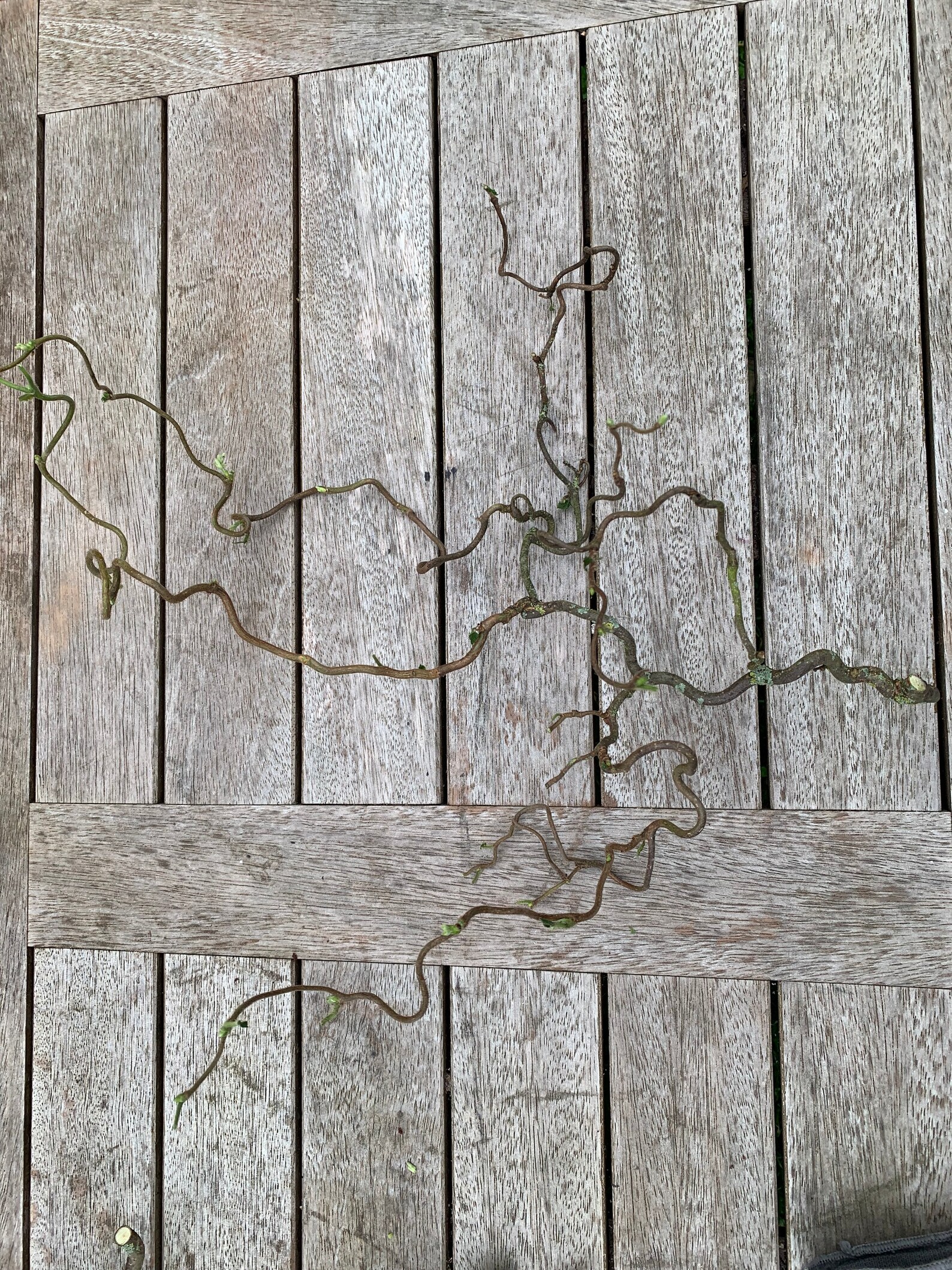 Hazelnut Twisted Twigs - Etsy UK