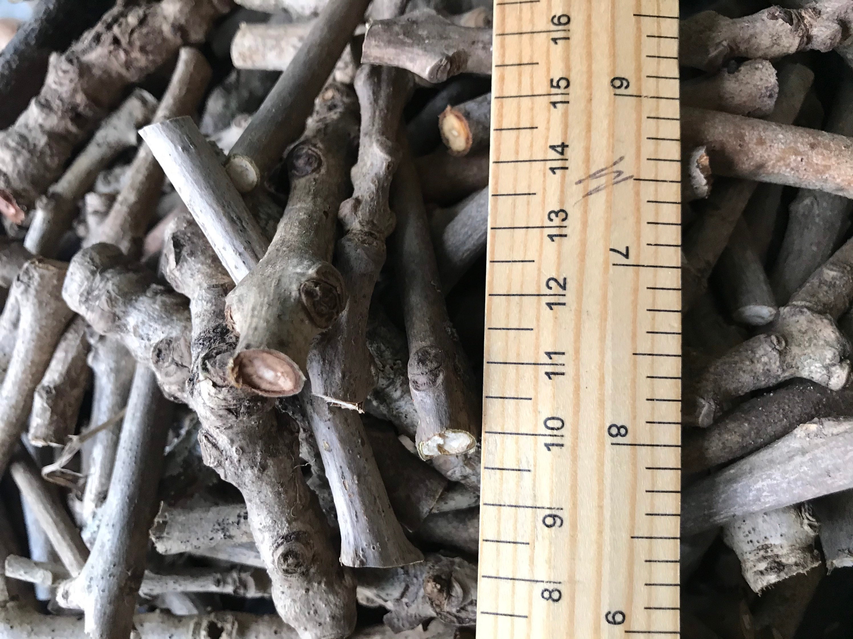 Natural Sticks and Twigs - Etsy UK