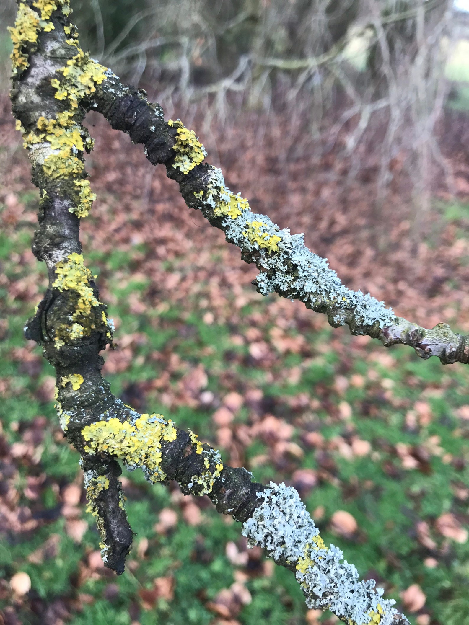 Branches With Lichens, Craft Supply, Wood Stick, Wood Decor, Home Decor ...