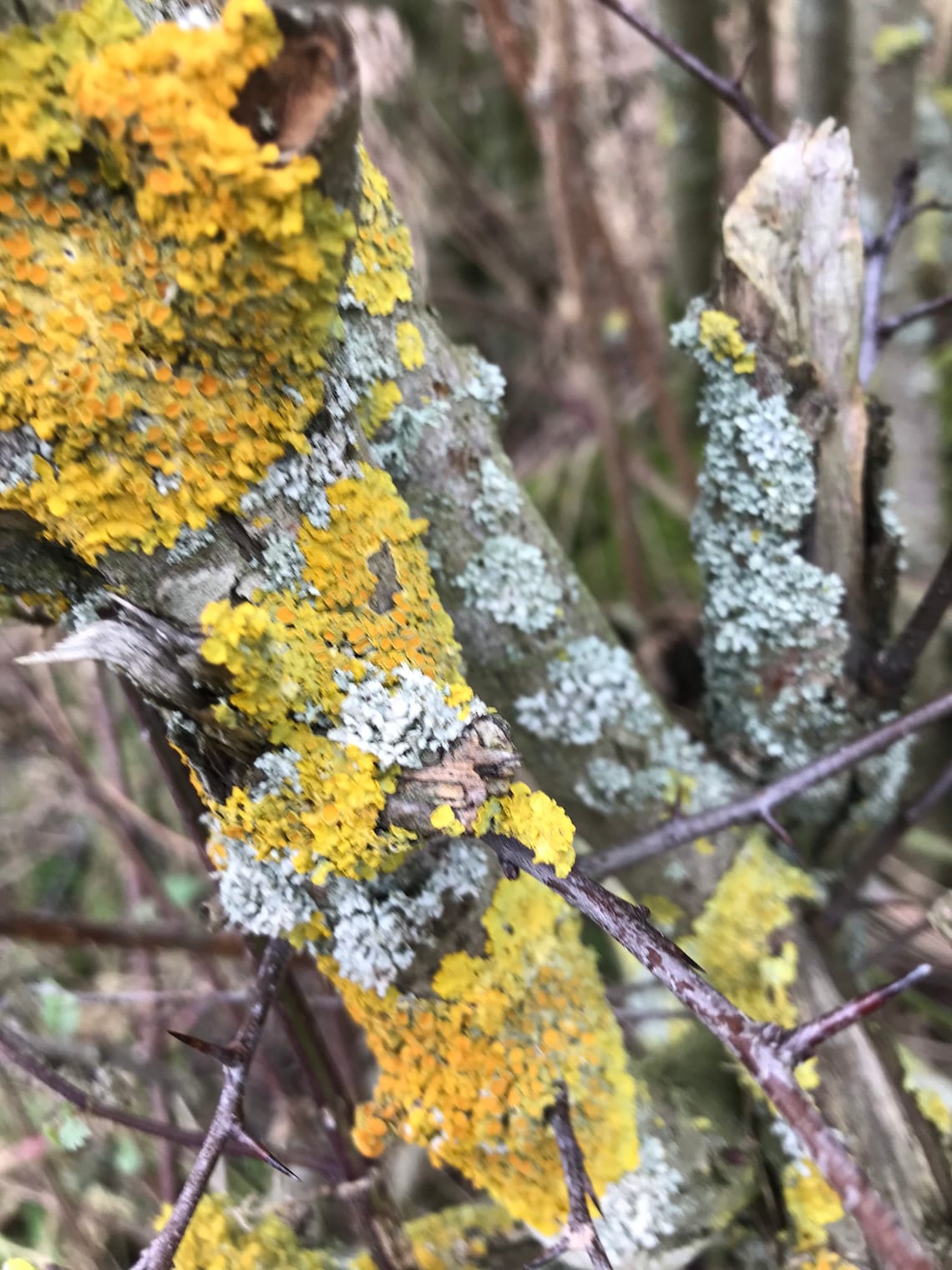 Branches With Lichens, Craft Supply, Wood Stick, Wood Decor, Home Decor ...