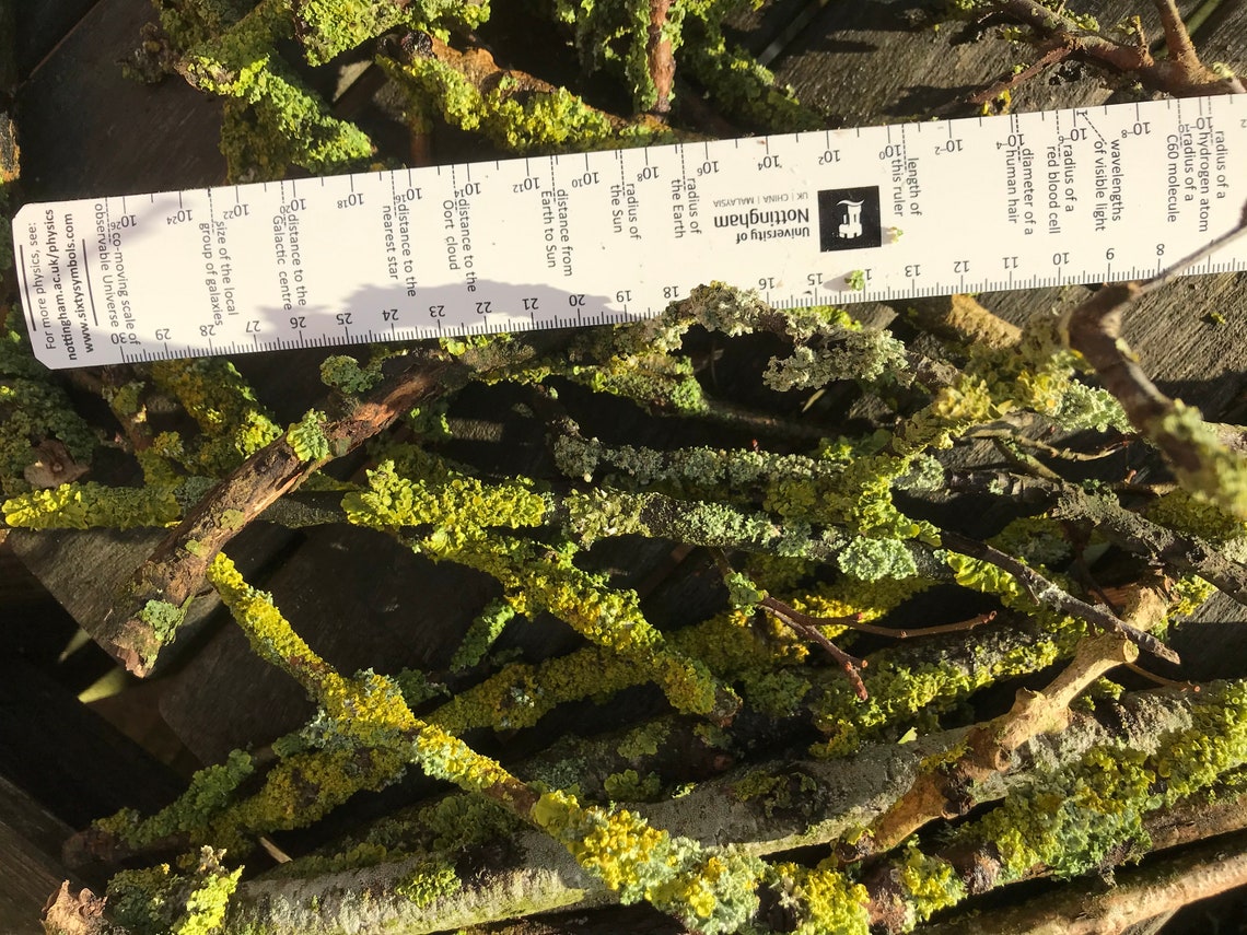 Branches With Lichens, Craft Supply, Wood Stick, Wood Decor, Home Decor ...
