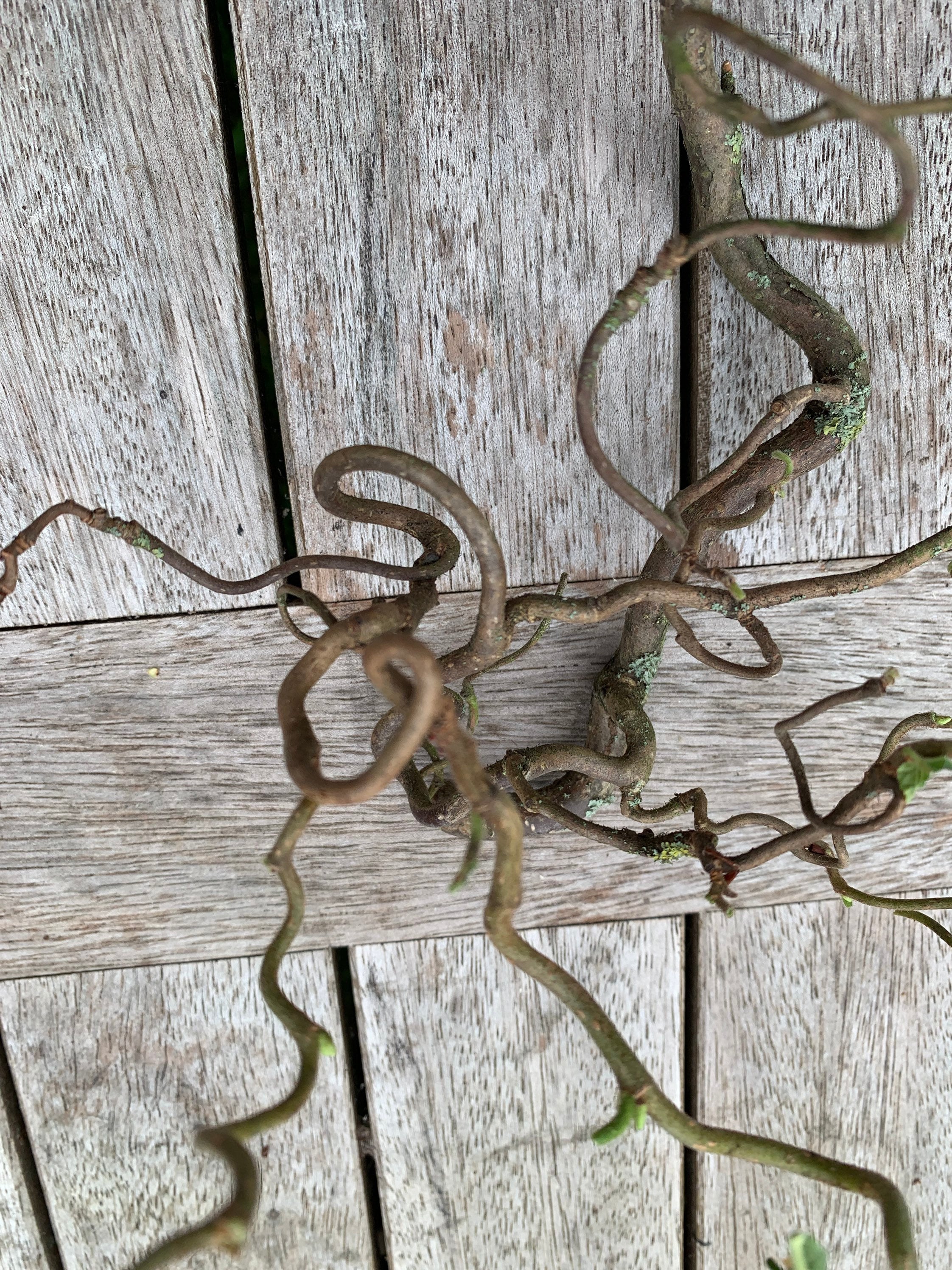 Hazelnut Twisted Twigs - Etsy UK