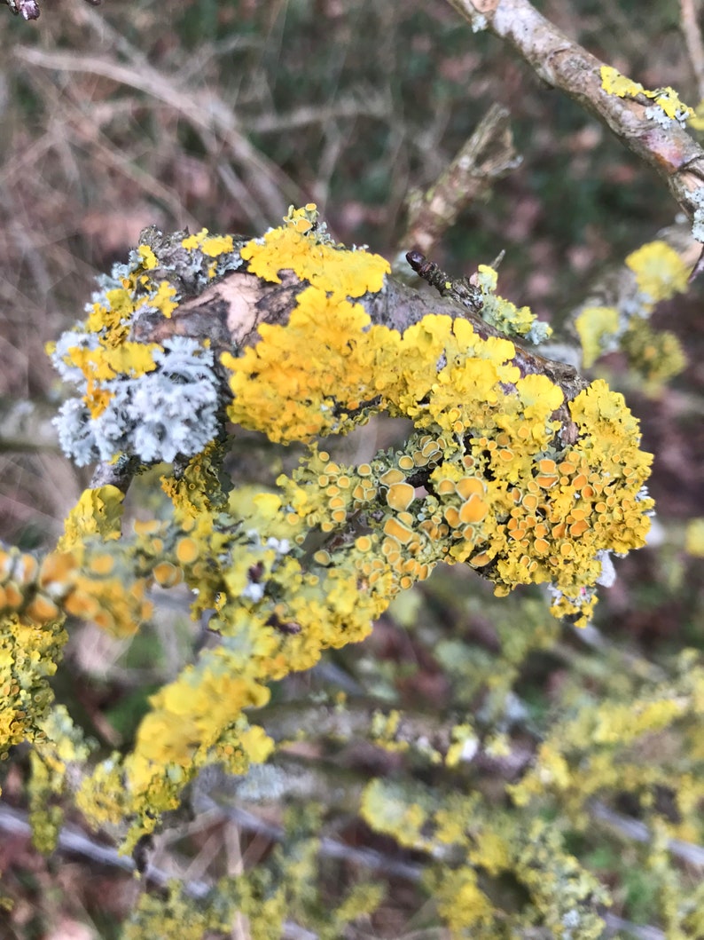 Branches With Lichens, Craft Supply, Wood Stick, Wood Decor, Home Decor ...