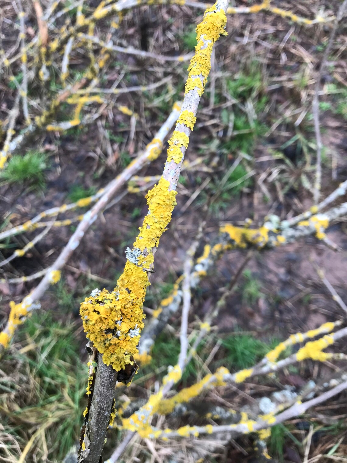 Branches With Lichens, Craft Supply, Wood Stick, Wood Decor, Home Decor ...
