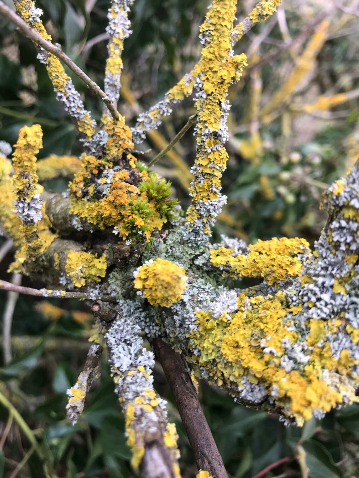 Branches With Lichens, Craft Supply, Wood Stick, Wood Decor, Home Decor ...