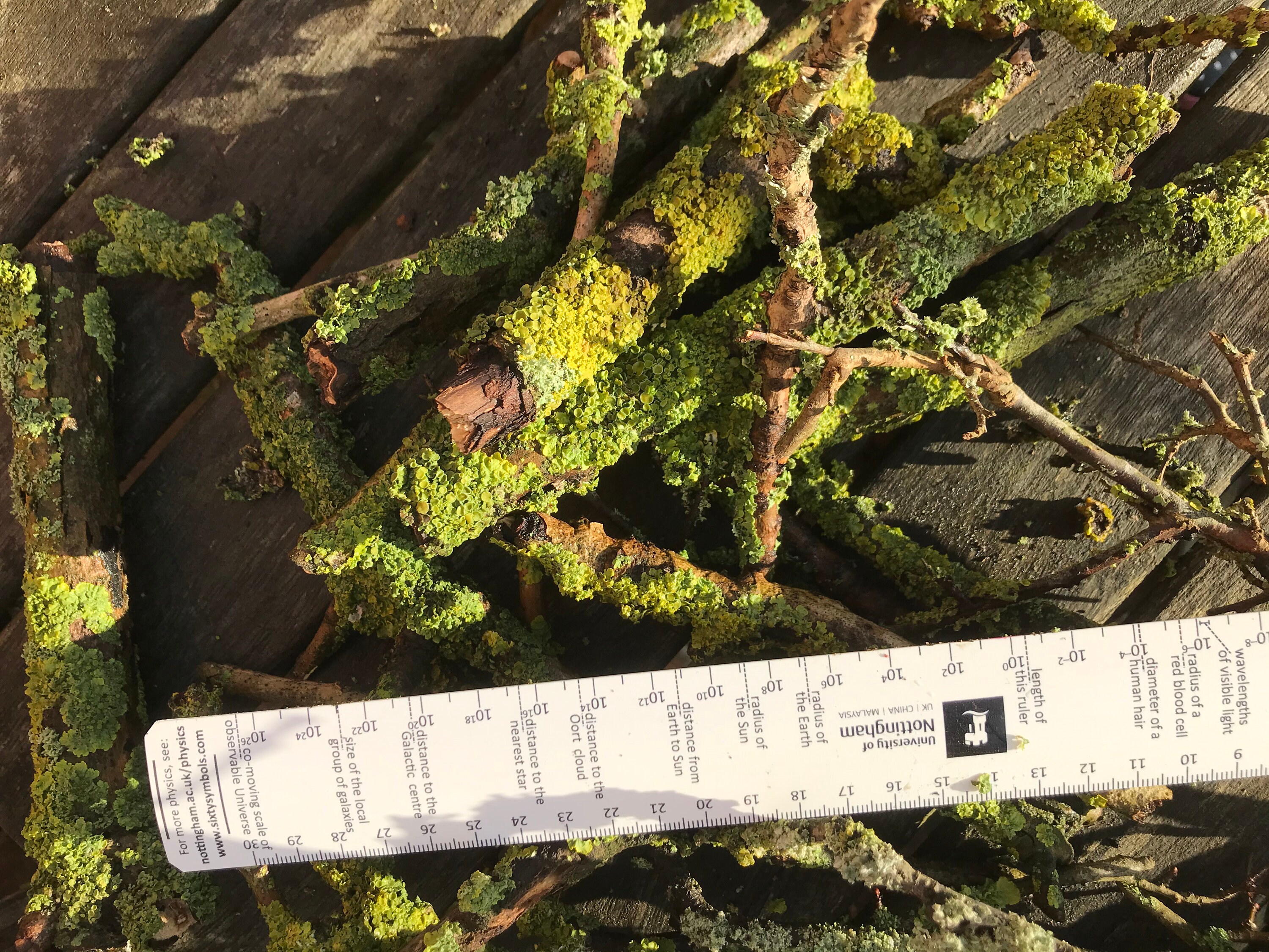 Branches With Lichens, Craft Supply, Wood Stick, Wood Decor, Home Decor ...