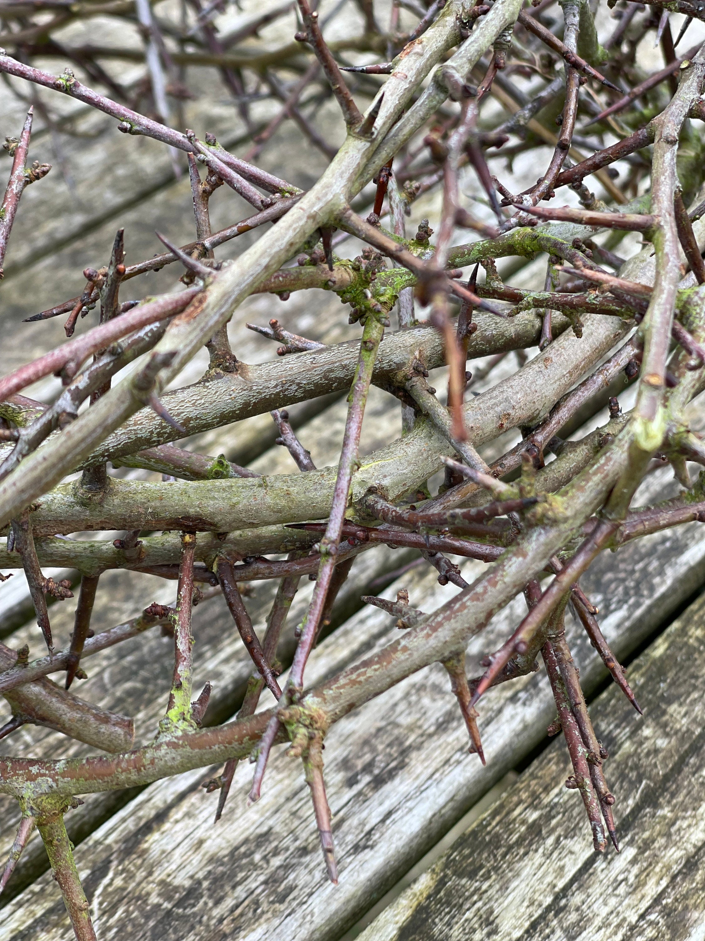 Real Handmade Thorn Crown - Etsy UK