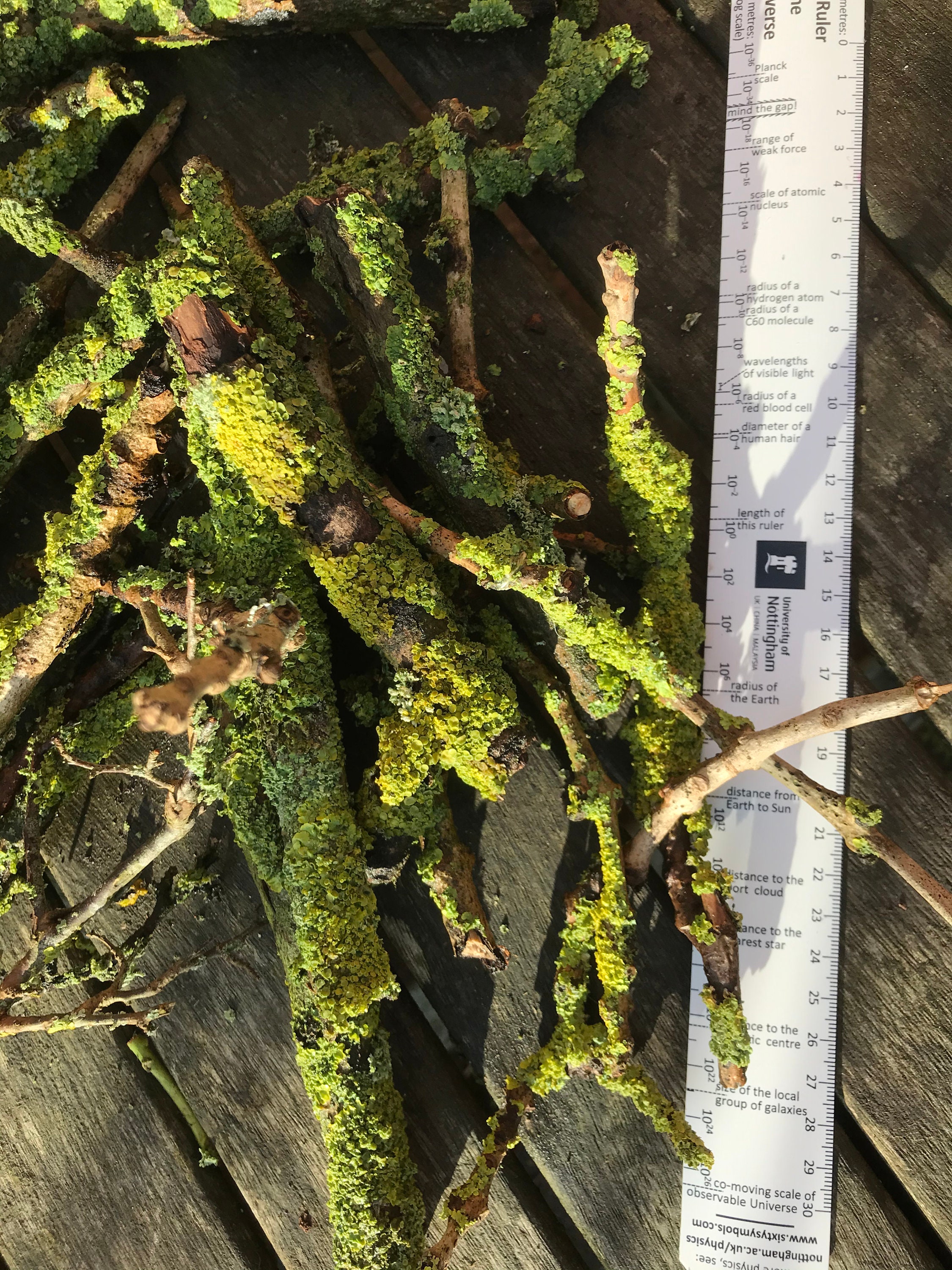 Branches With Lichens, Craft Supply, Wood Stick, Wood Decor, Home Decor ...