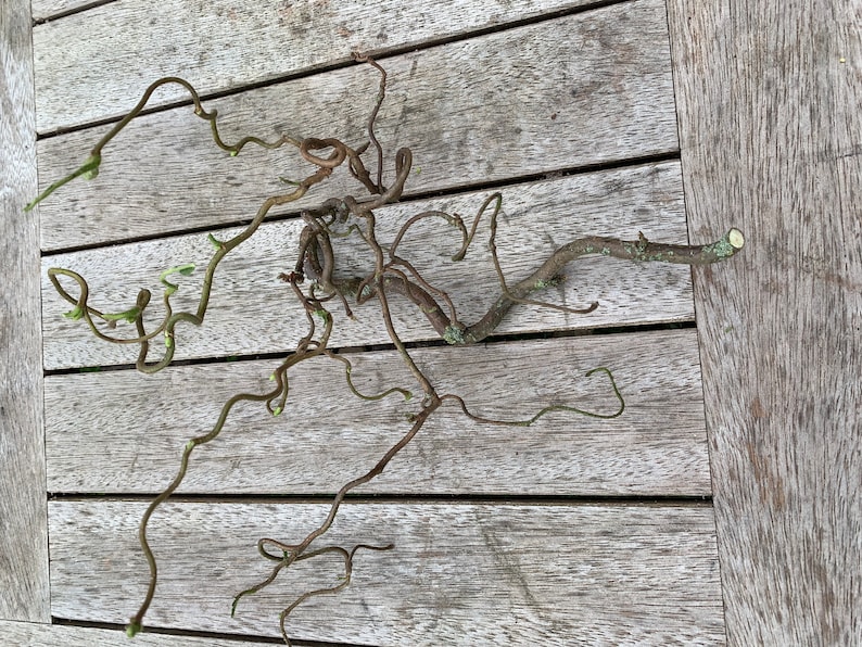 Hazelnut Twisted Twigs - Etsy UK