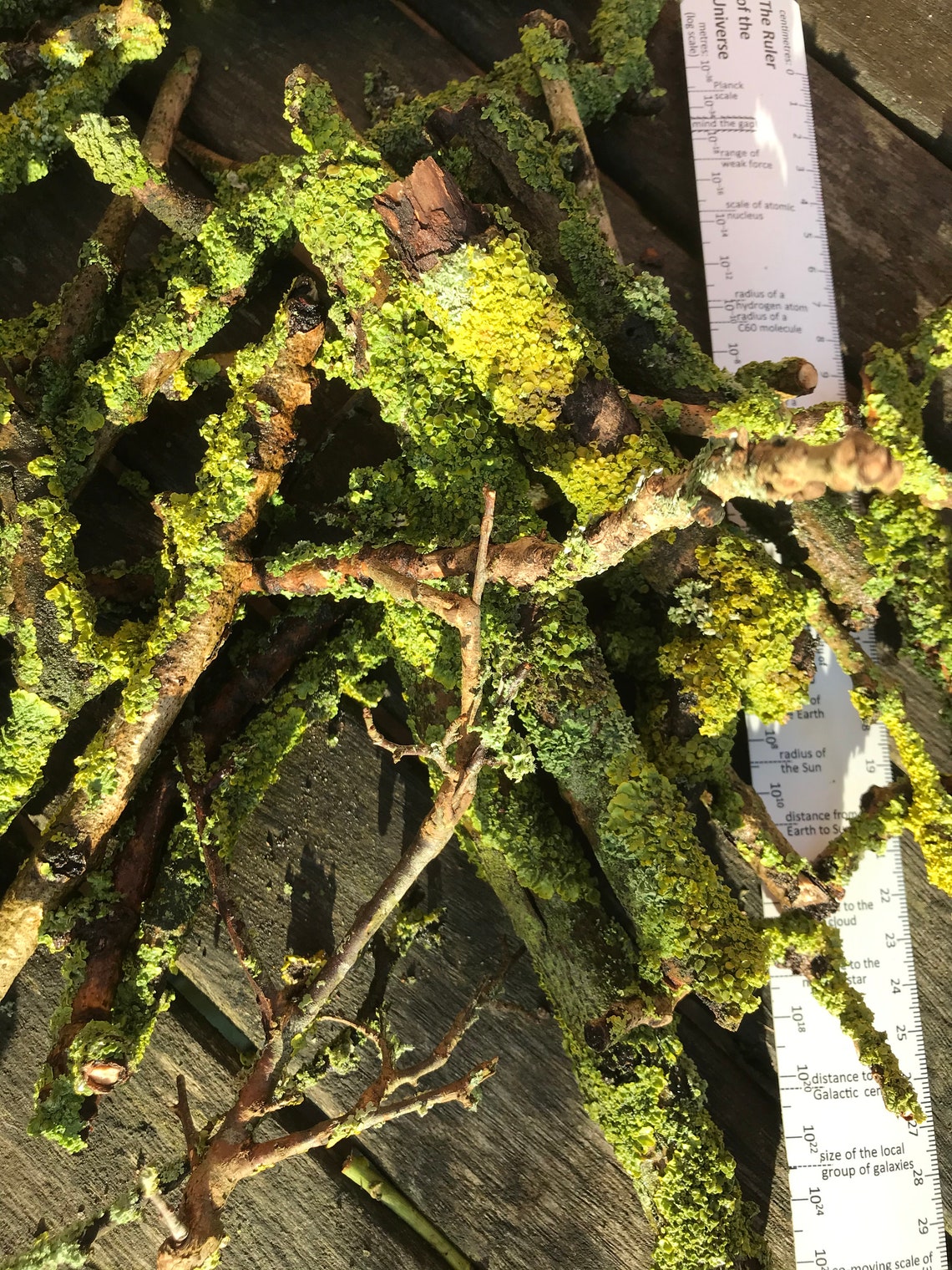 Branches With Lichens, Craft Supply, Wood Stick, Wood Decor, Home Decor ...