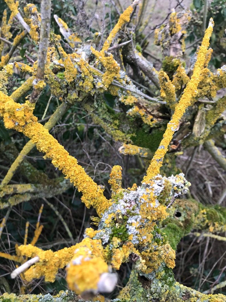 Branches With Lichens, Craft Supply, Wood Stick, Wood Decor, Home Decor ...