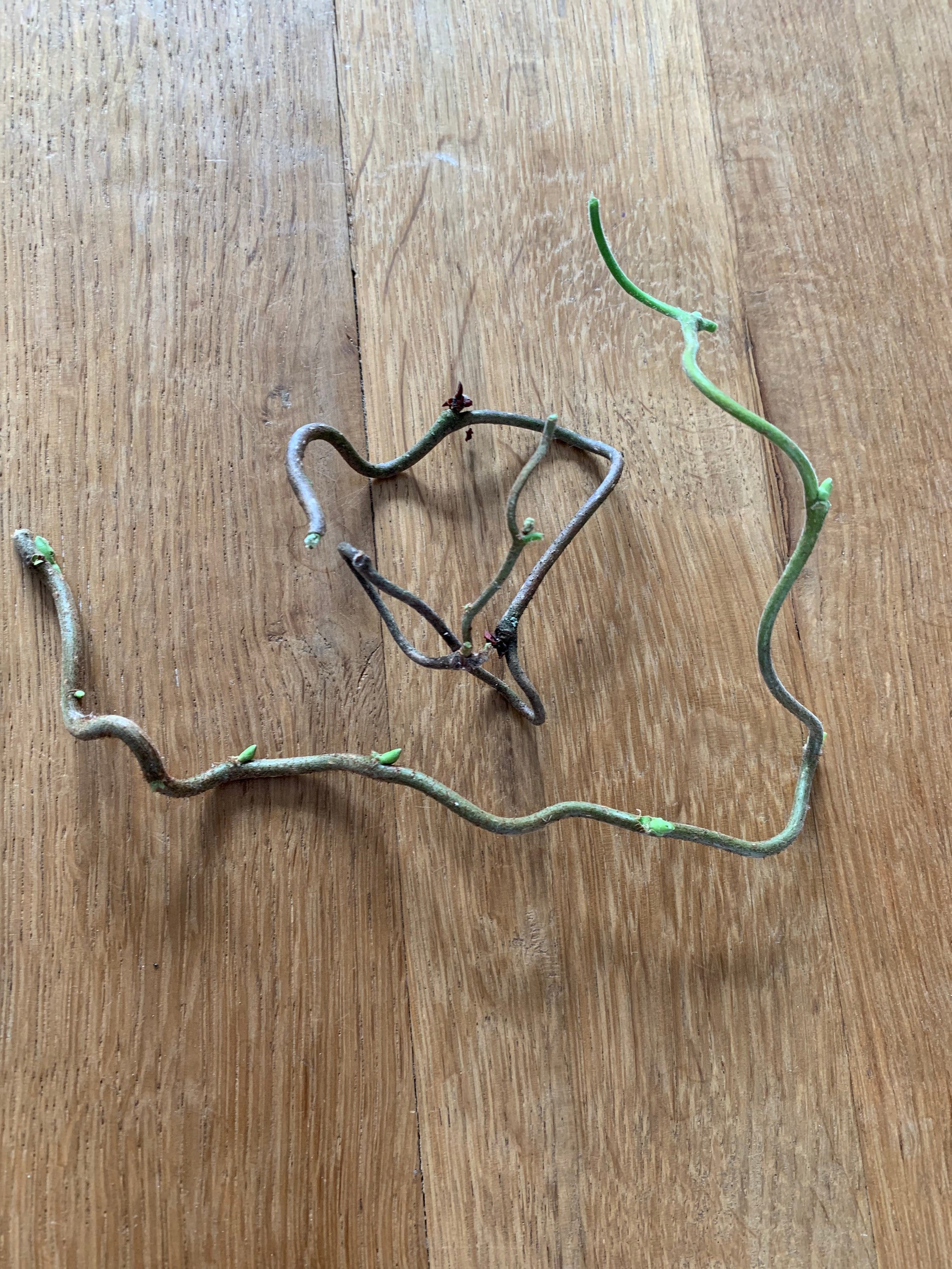 Hazelnut Twisted Twigs - Etsy UK