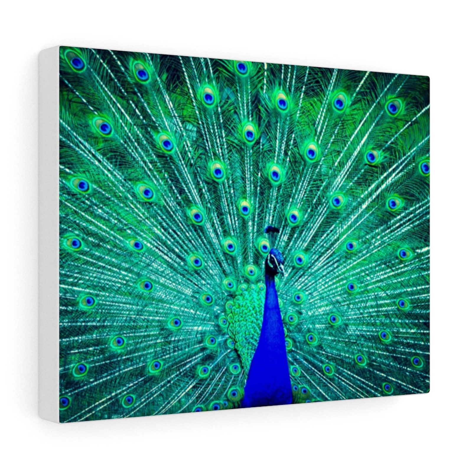 Peacock Wall Decor Peacock Wall Art Peacock Print On Canvas Etsy