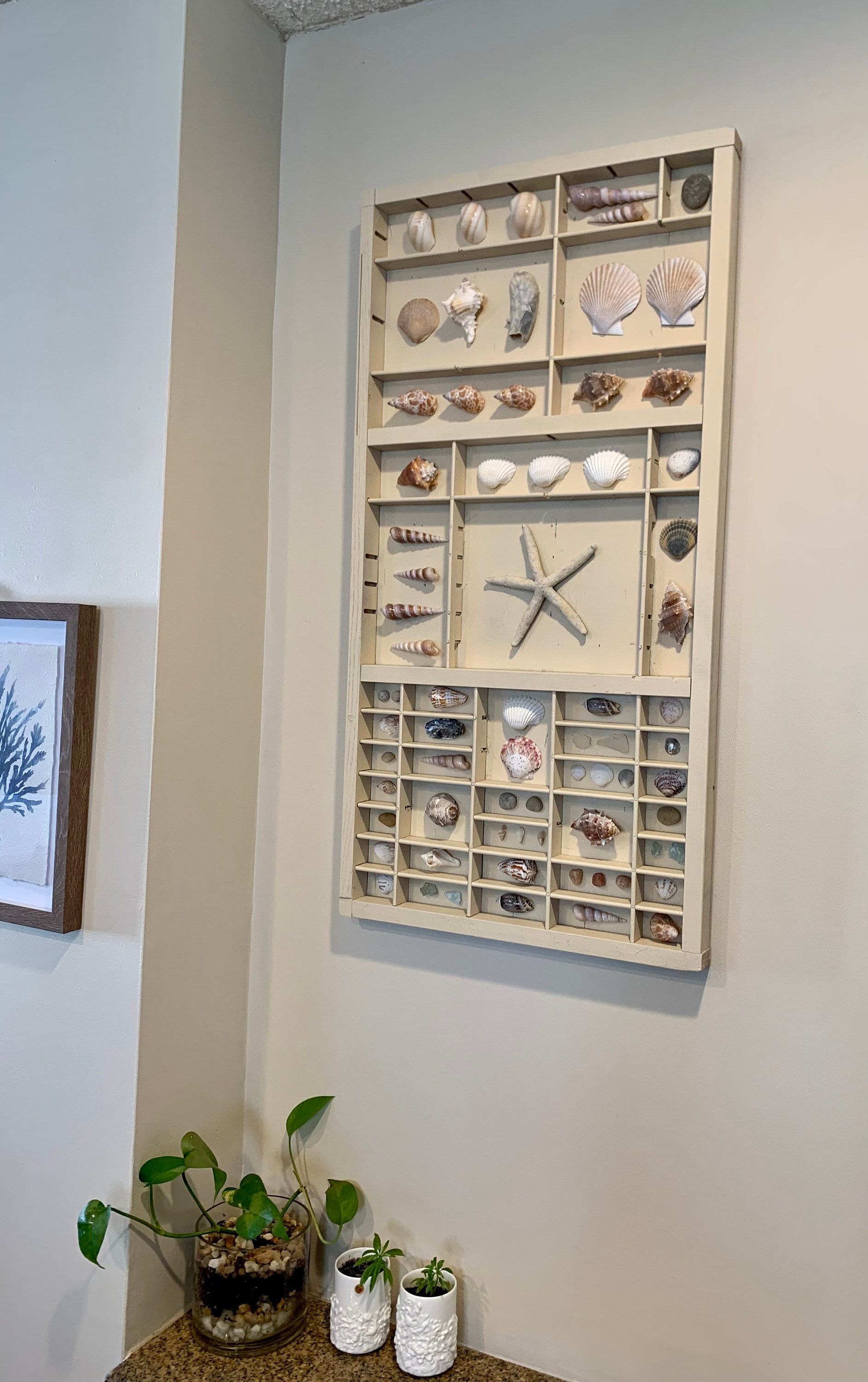 Sea Shell Wall Display Vintage Printer Drawer Ivory - Etsy