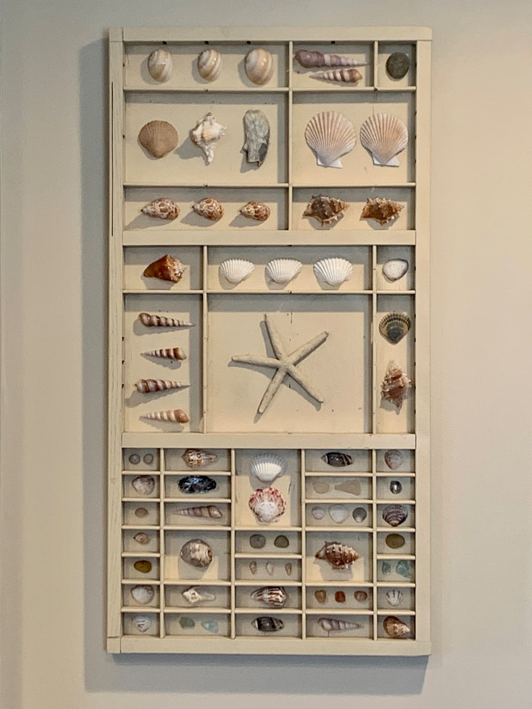Sea Shell Wall Display Vintage Printer Drawer Ivory - Etsy