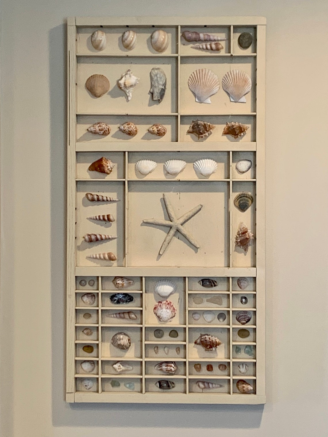 Sea Shell Wall Display Vintage Printer Drawer Ivory - Etsy