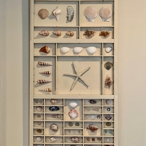 Sea Shell Wall Display Vintage Printer Drawer Ivory - Etsy
