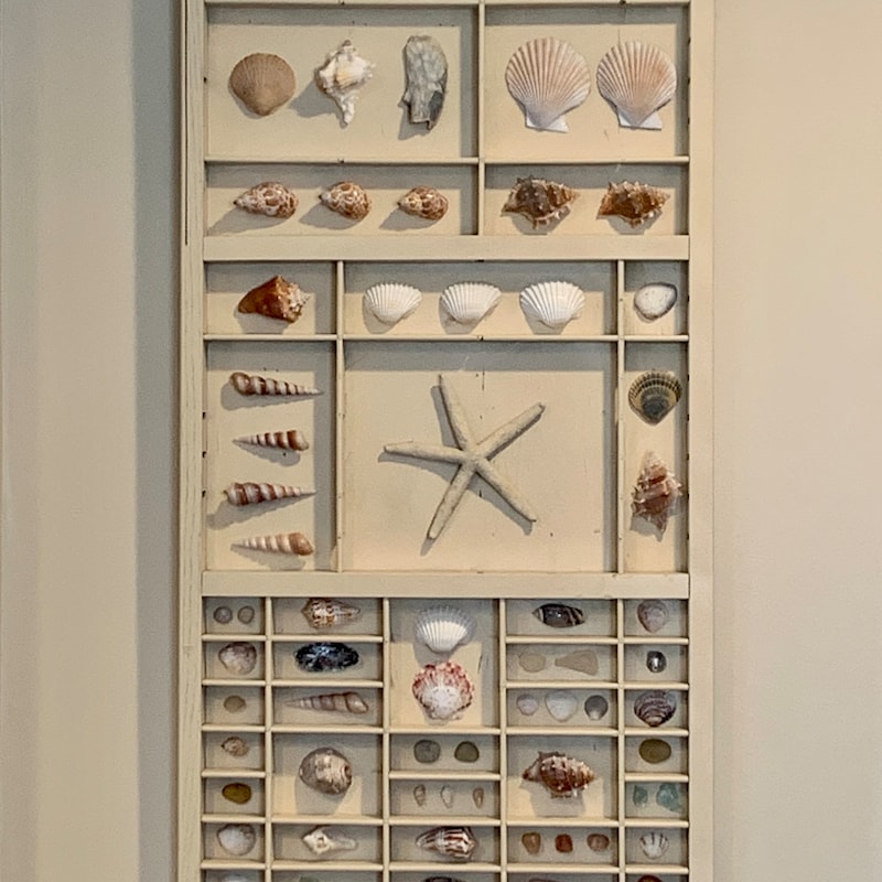 Sea Shell Display - Etsy