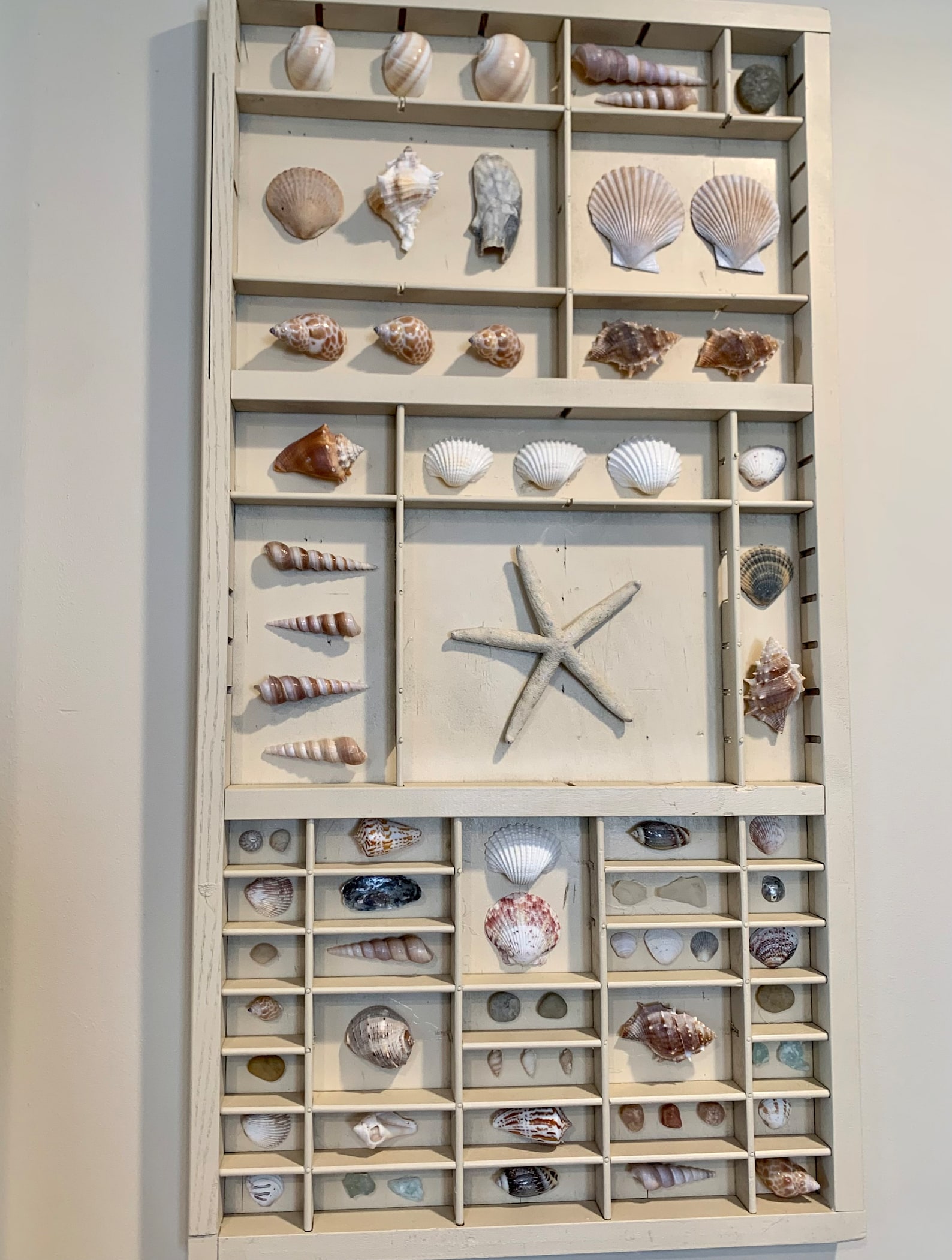 Sea Shell Wall Display Vintage Printer Drawer Ivory - Etsy