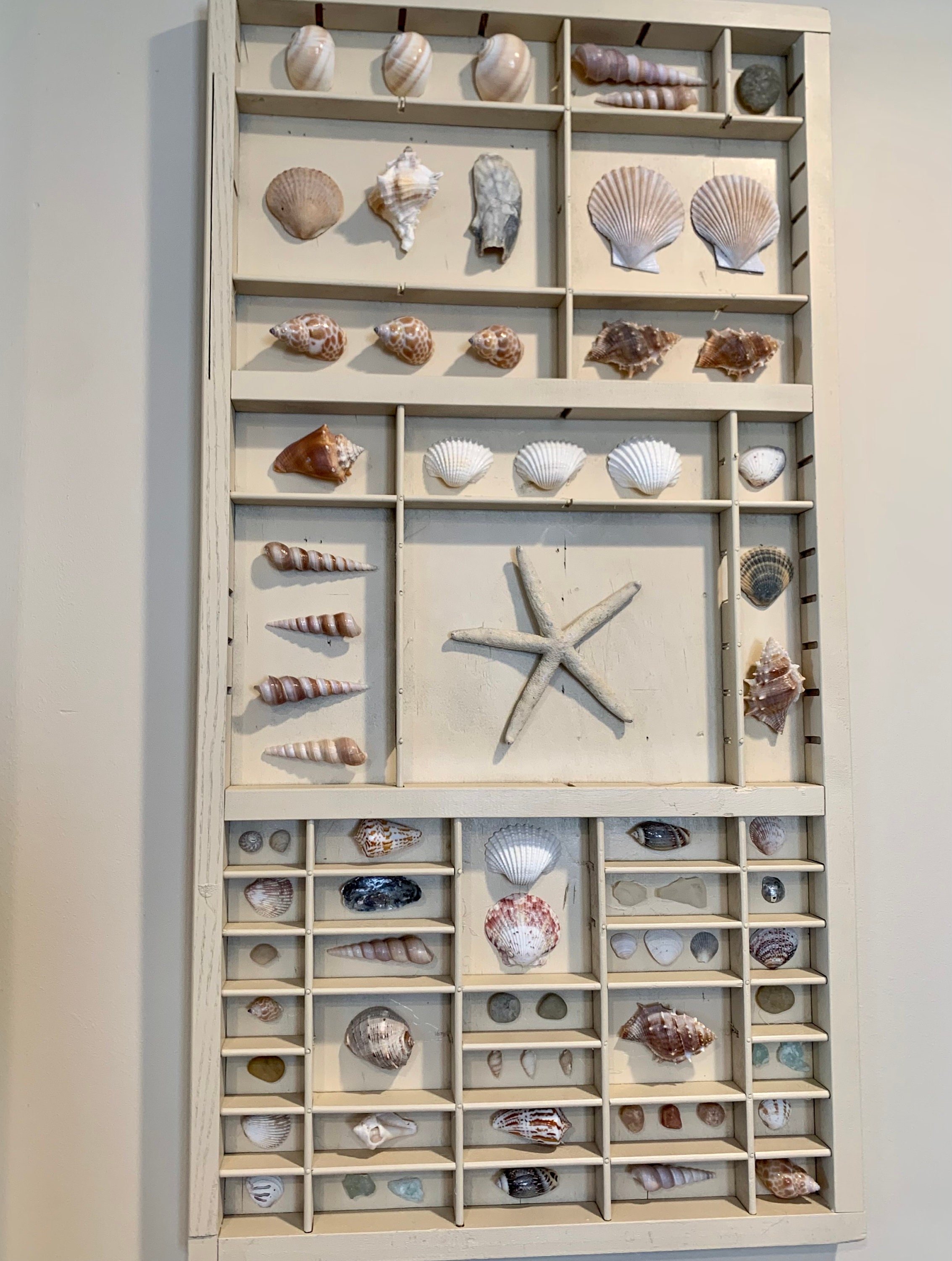 Sea Shell Wall Display Vintage Printer Drawer Ivory - Etsy