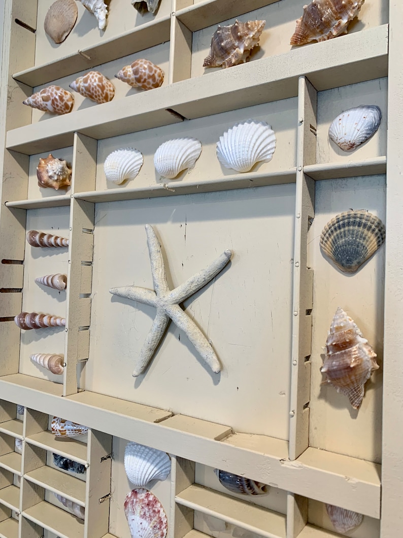 Sea Shell Wall Display Vintage Printer Drawer Ivory - Etsy