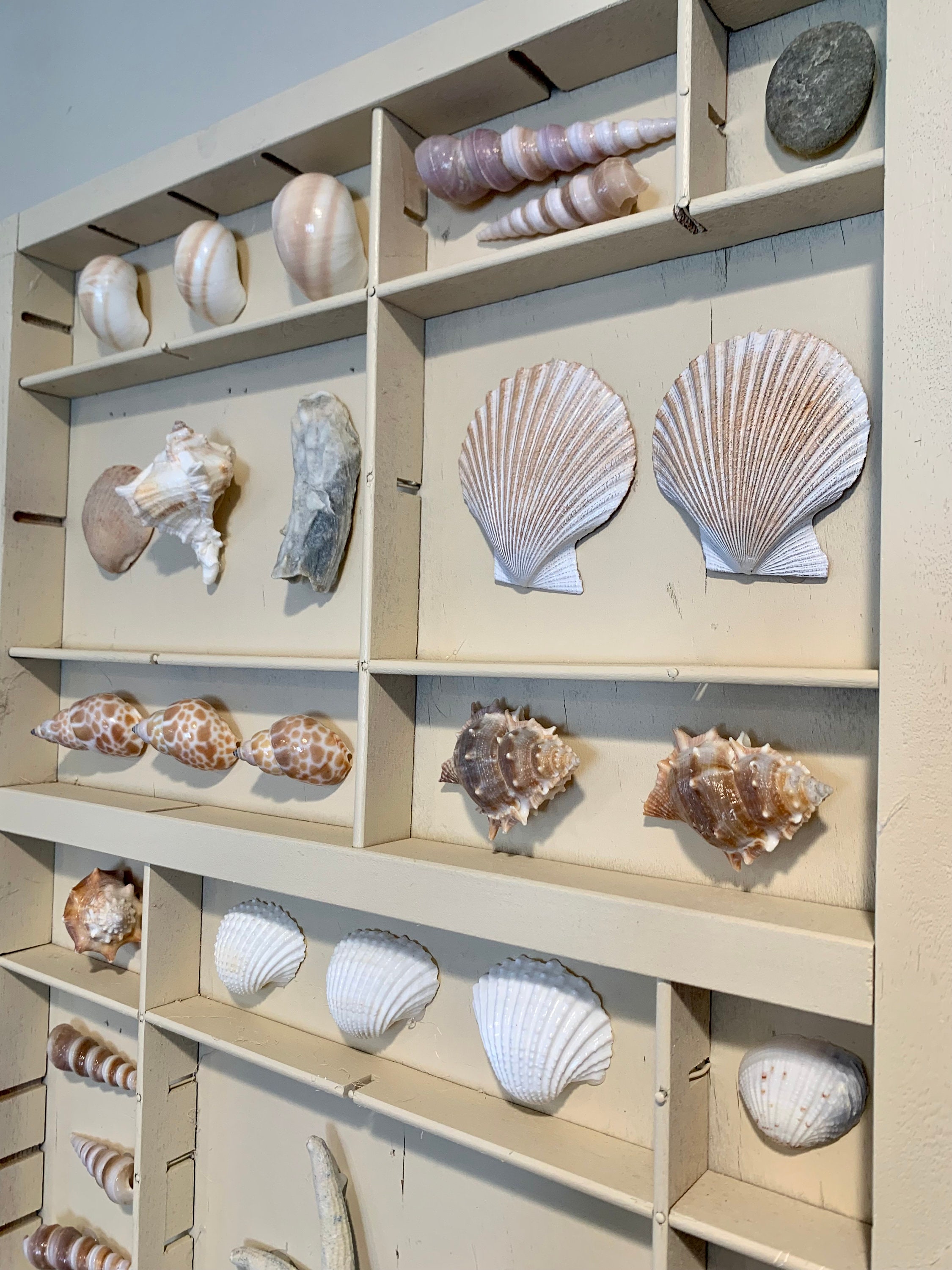 Sea Shell Wall Display Vintage Printer Drawer Ivory - Etsy